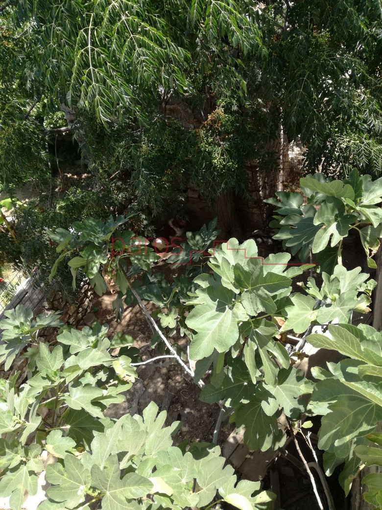 Β221 ΟΙΚΟΠΕΔΟ ΕΝΤΟΣ ΤΟΥ ΟΙΚΙΣΜΟΥ ΛΕΥΚΩΝ(ΠΩΛΗΘΗΚΕ) | My Paros Home ...