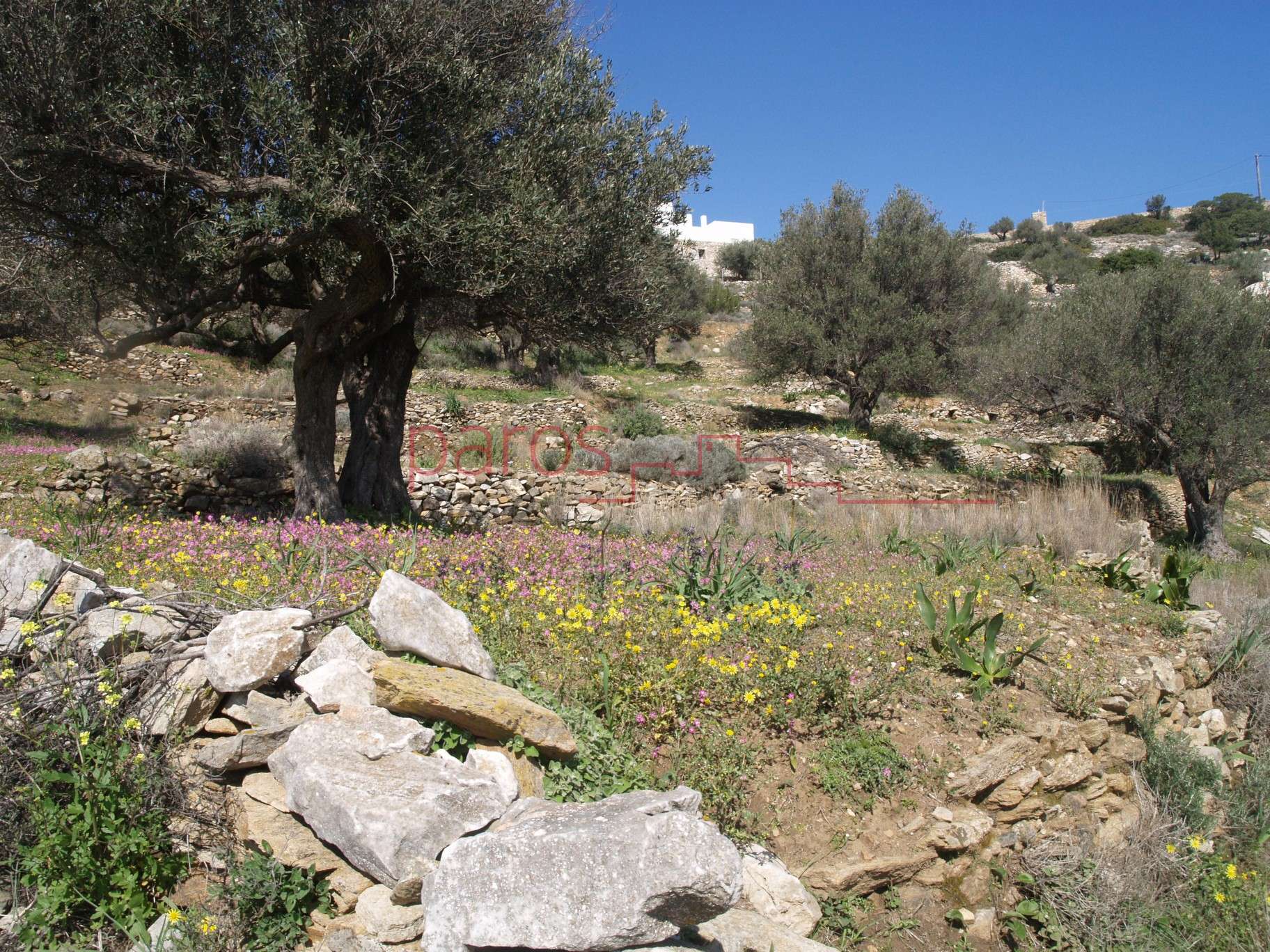 Γ358 ΑΓΡΟΤΕΜΑΧΙΟ ΣΤΟΝ ΚΩΣΤΟ ΤΗΣ ΠΑΡΟΥ | My Paros Home - Property in Paros